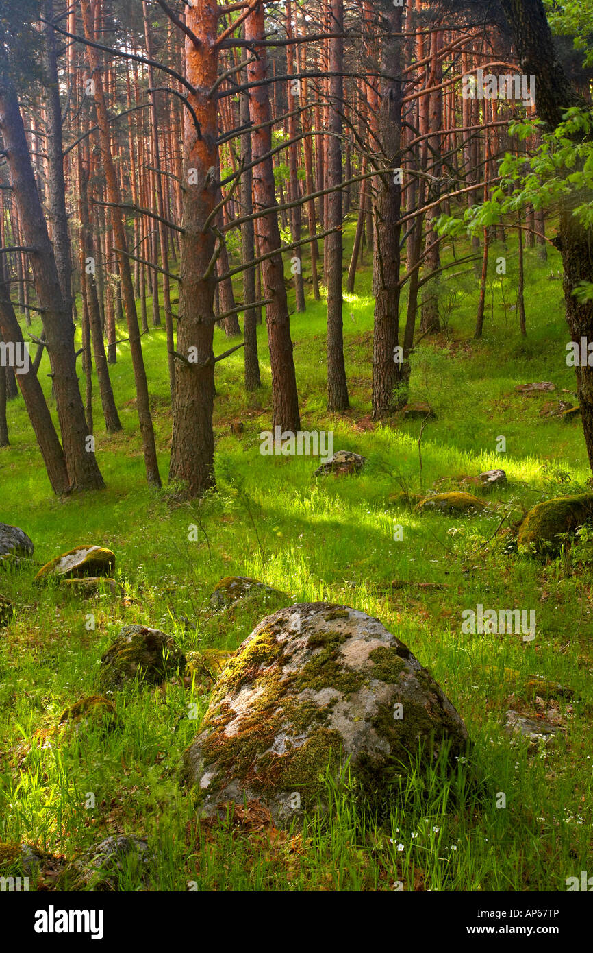 Walking across branches hi-res stock photography and images - Alamy