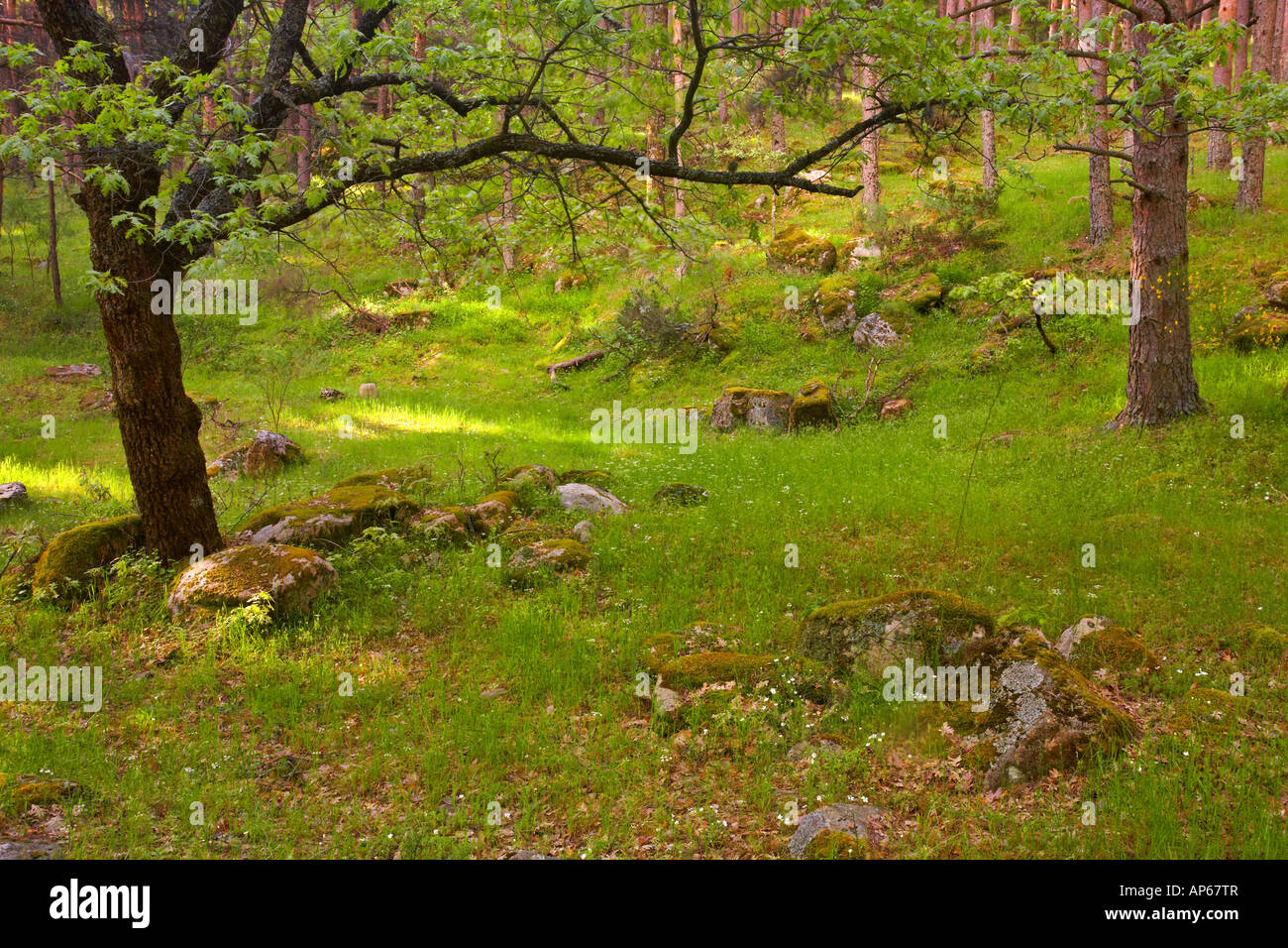 Walking across branches hi-res stock photography and images - Alamy