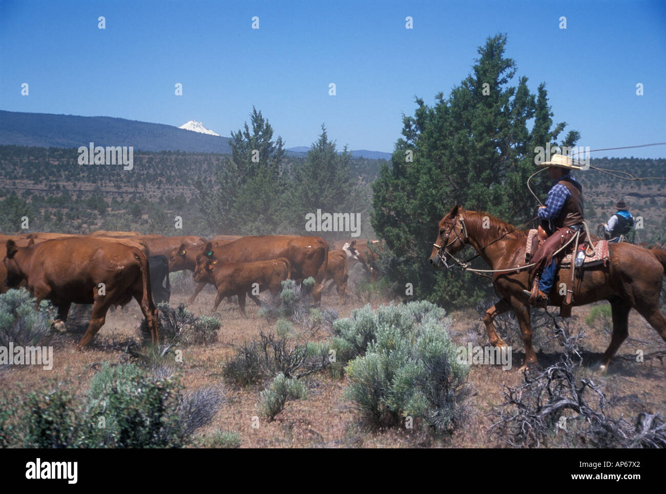 Cowboys on a cattle drive through the high desert near Terrabon, in ...