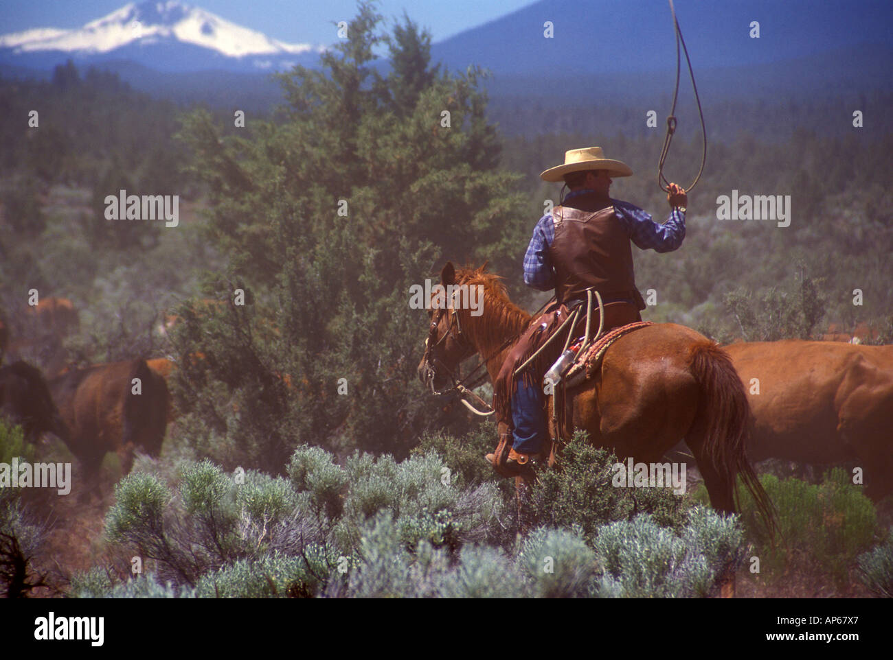 Released cowboy herding cattle cattle hi-res stock photography and ...