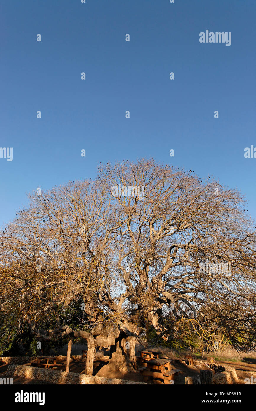 Israel the Upper Galilee Atlantic Pistachio Pistacia Atlantica tree in ...