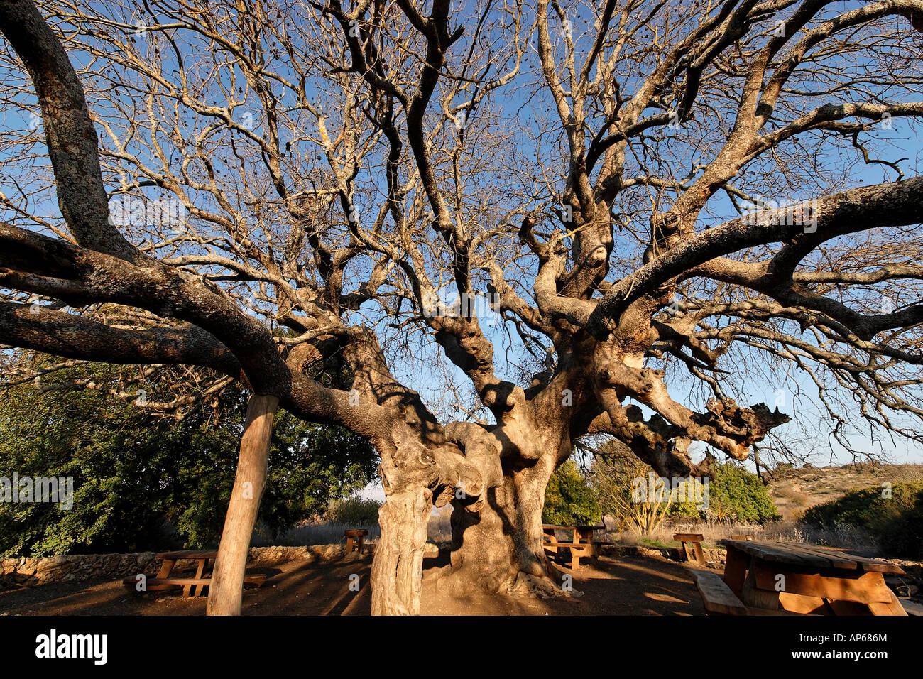 Atlantic pistacia tree hi-res stock photography and images - Alamy