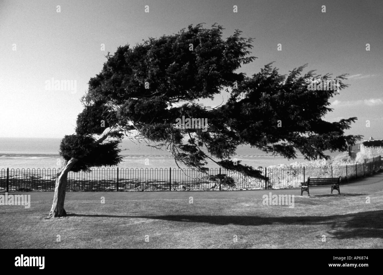 Wind Swept Tree Clevedon England Stock Photo - Alamy