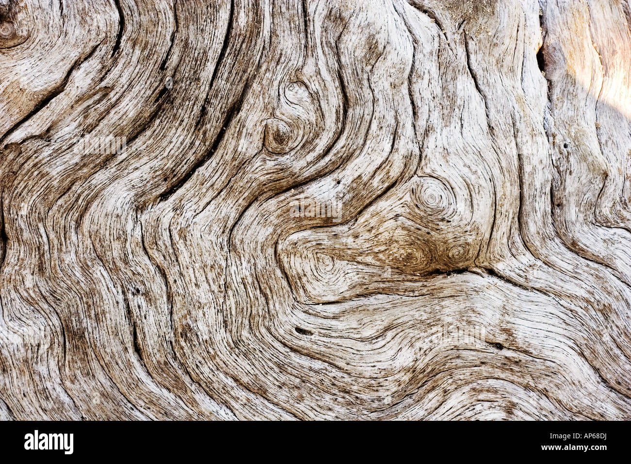Natural bark patterns in driftwood washed ashore on a tropical tree in ...