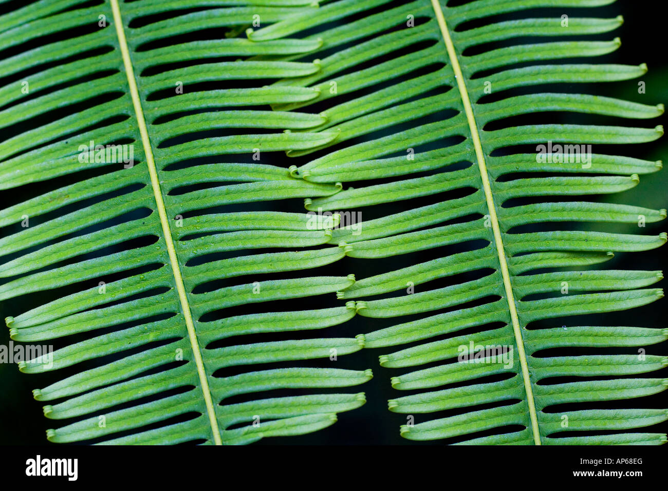 Interlocking leaves hi-res stock photography and images - Alamy