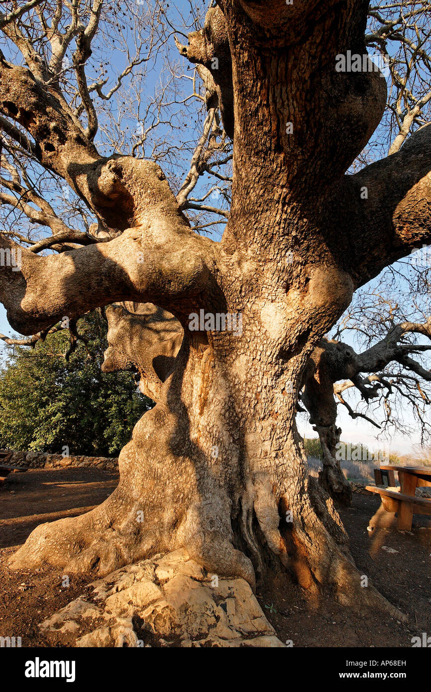 Israel the Upper Galilee Atlantic Pistachio Pistacia Atlantica tree in ...