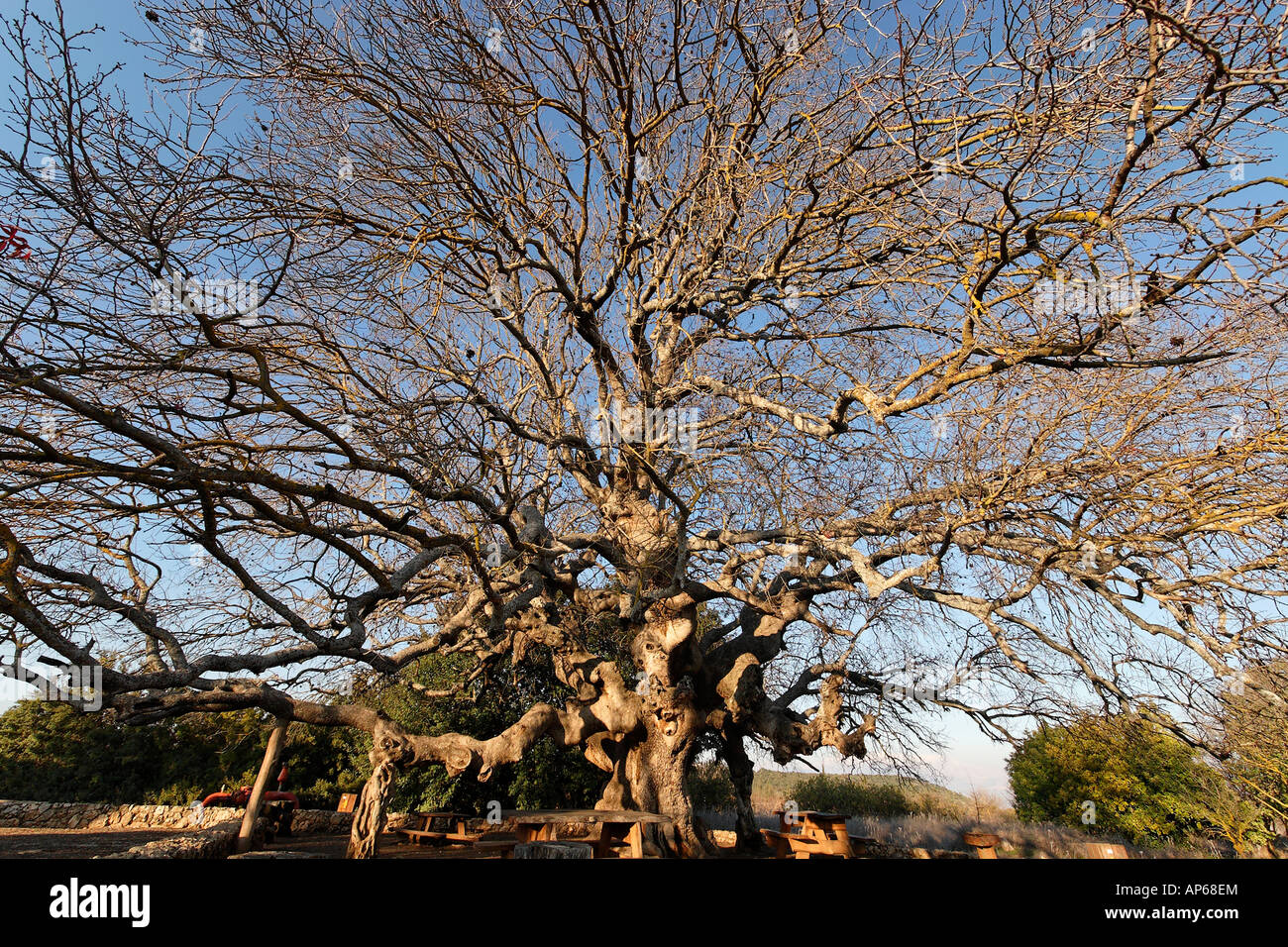 Israel galilee tree pistachio hi-res stock photography and images - Alamy