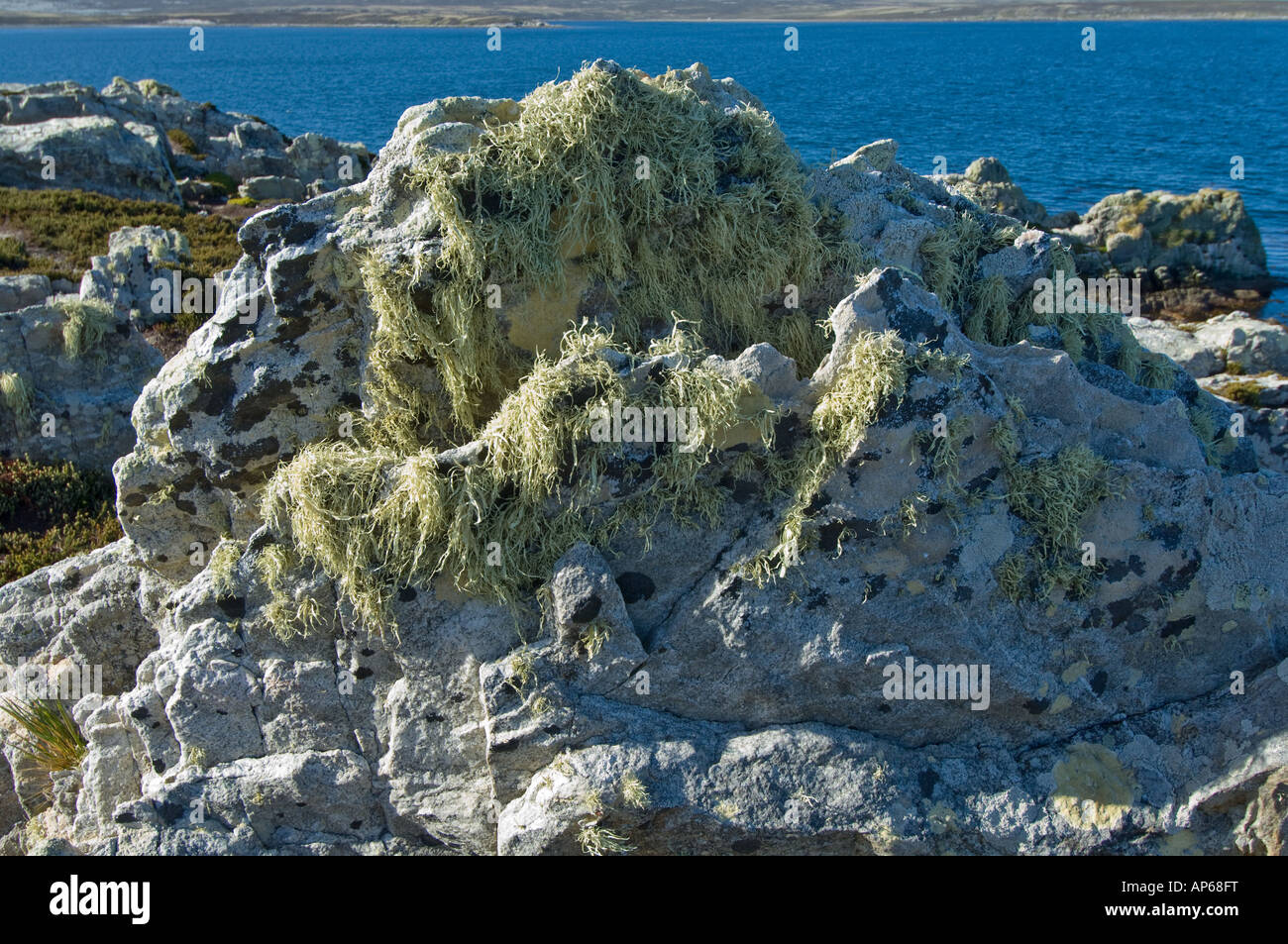 Lichen Ramalina sp possibly laevigata grows on quartzite rock Ordnance ...