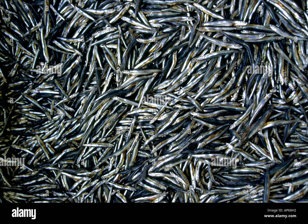 Maldivian fisherman hi-res stock photography and images - Alamy