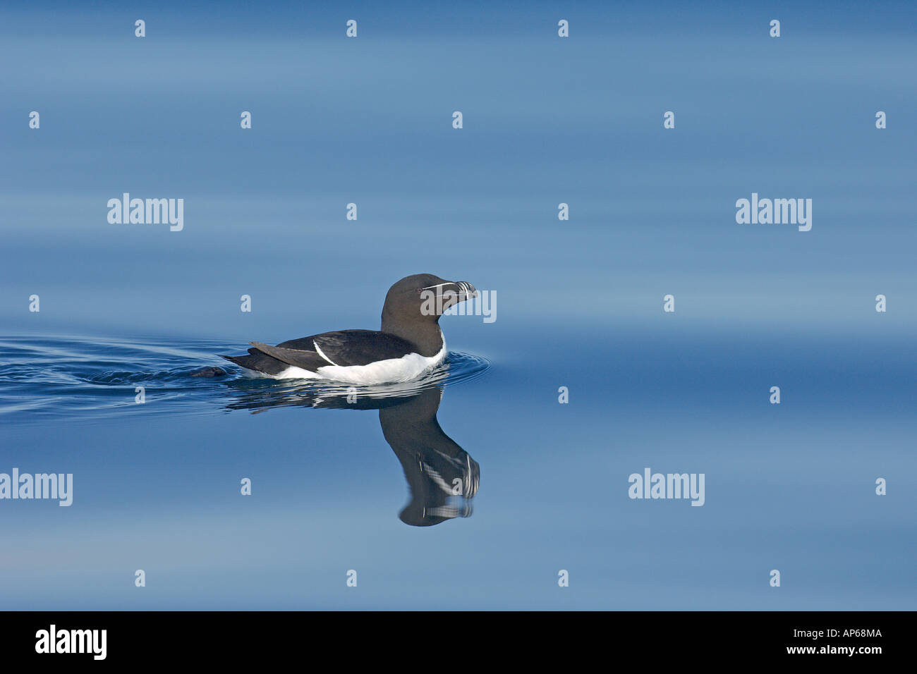 Razorbill alca torda adult swimming hi-res stock photography and images ...
