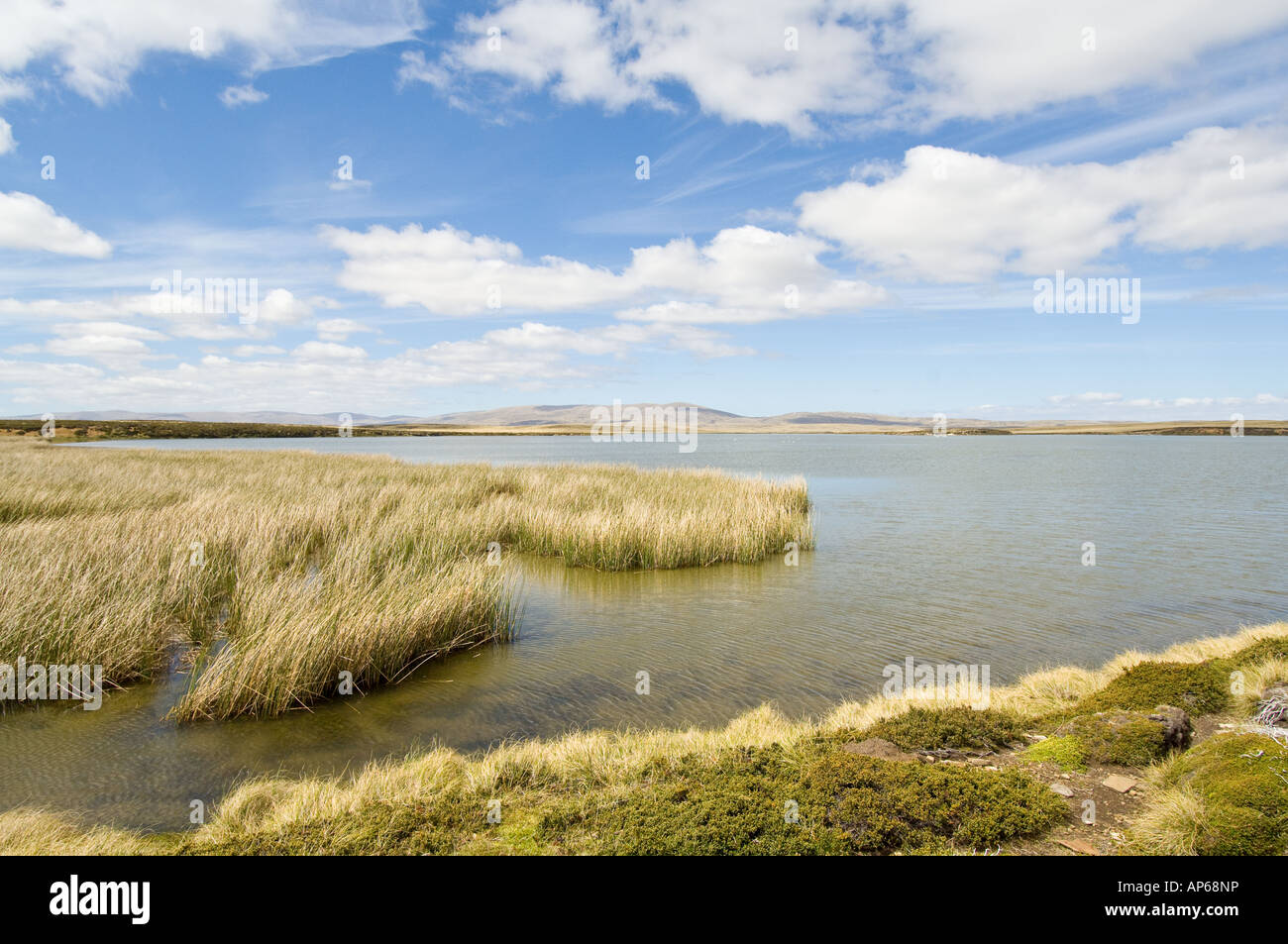 Landscape with the Lake West Falkland South Atlantic Ocean December ...