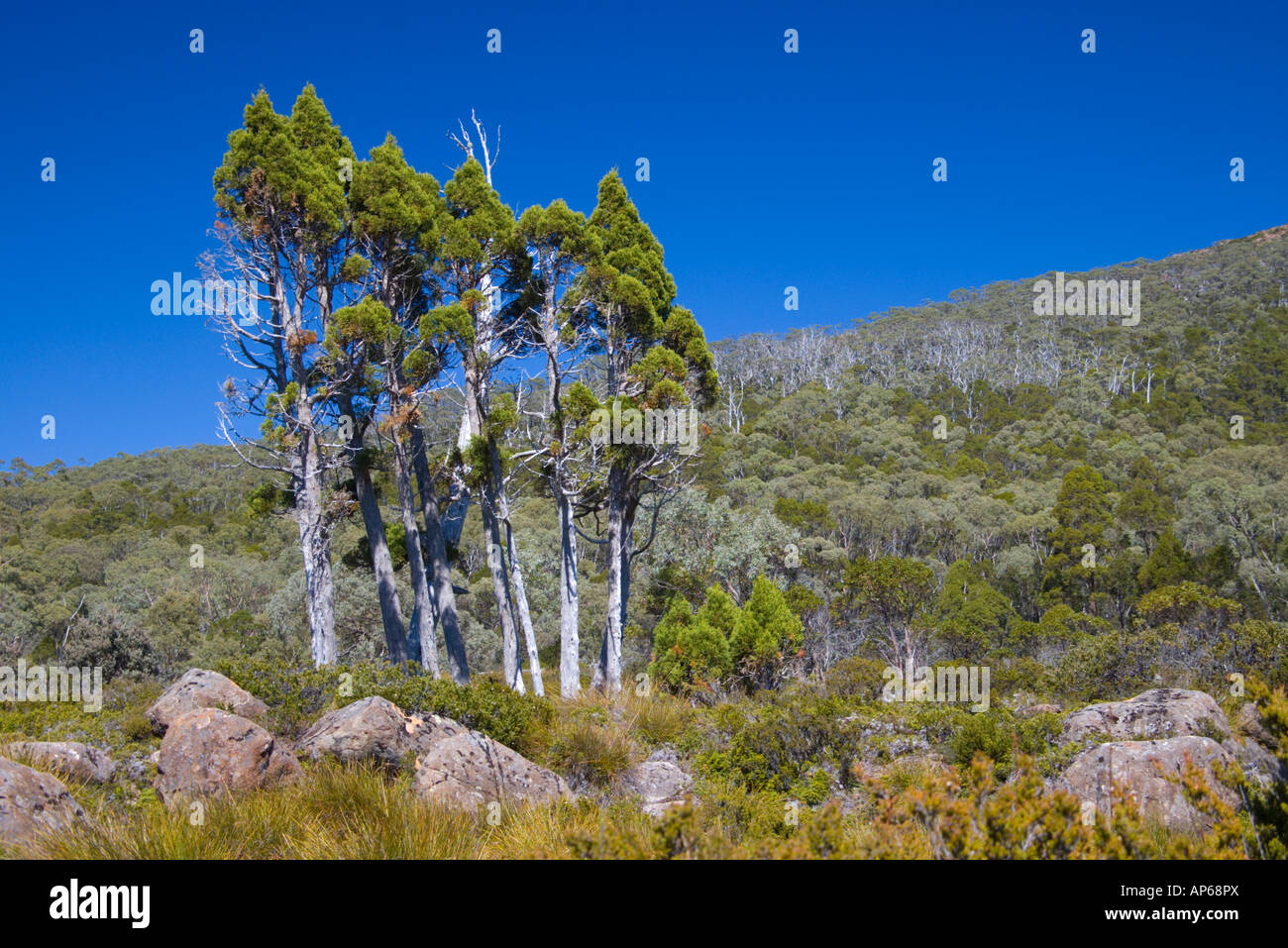 Australian Alpine Plateau Landscape Stock Photo - Alamy
