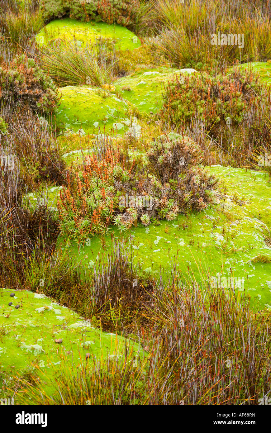 Alpine vegetation tasmania hi-res stock photography and images - Alamy
