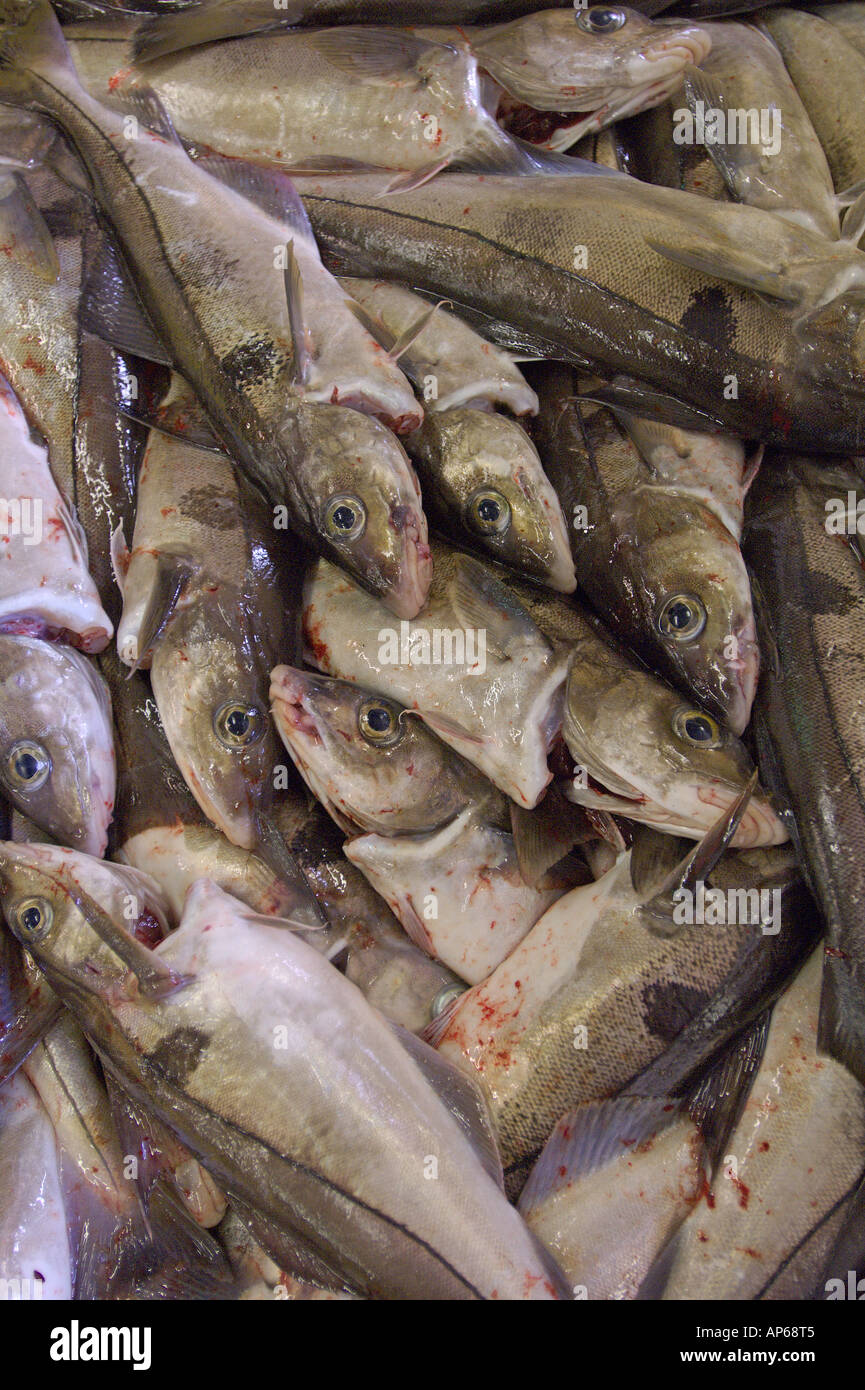 Atlantic cod Gadus morhua caught on long line boxed ready for market ...