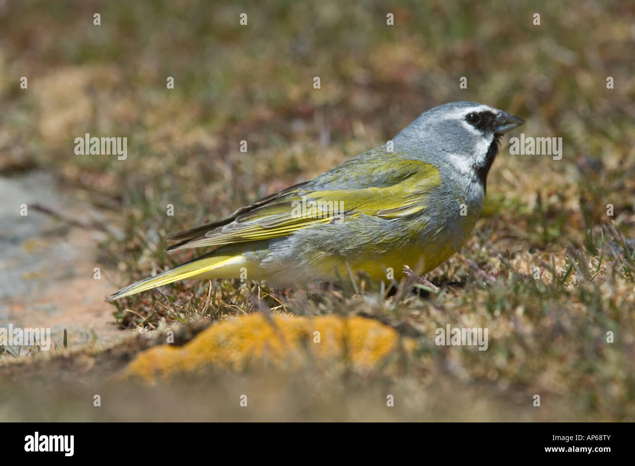 Black throated Canary winged Finch Melanodera melanodera male sitting ...
