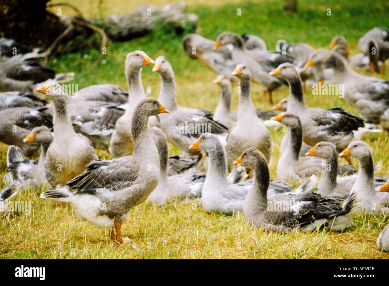Geese farm bred for liver pate, Dordogne, Aquitaine, France, Europe ...
