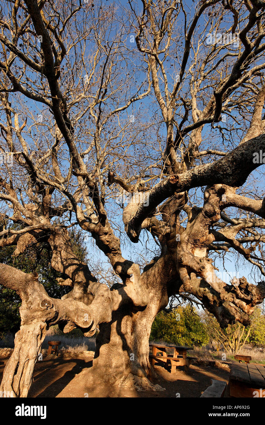 Israel the Upper Galilee Atlantic Pistachio Pistacia Atlantica tree in ...