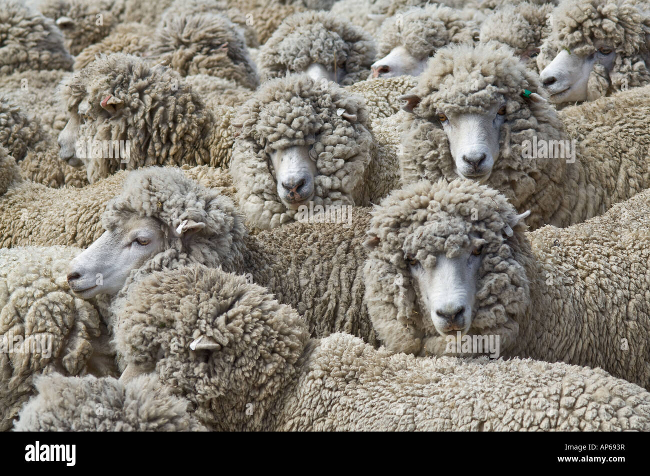 Carradale sheep hi-res stock photography and images - Alamy