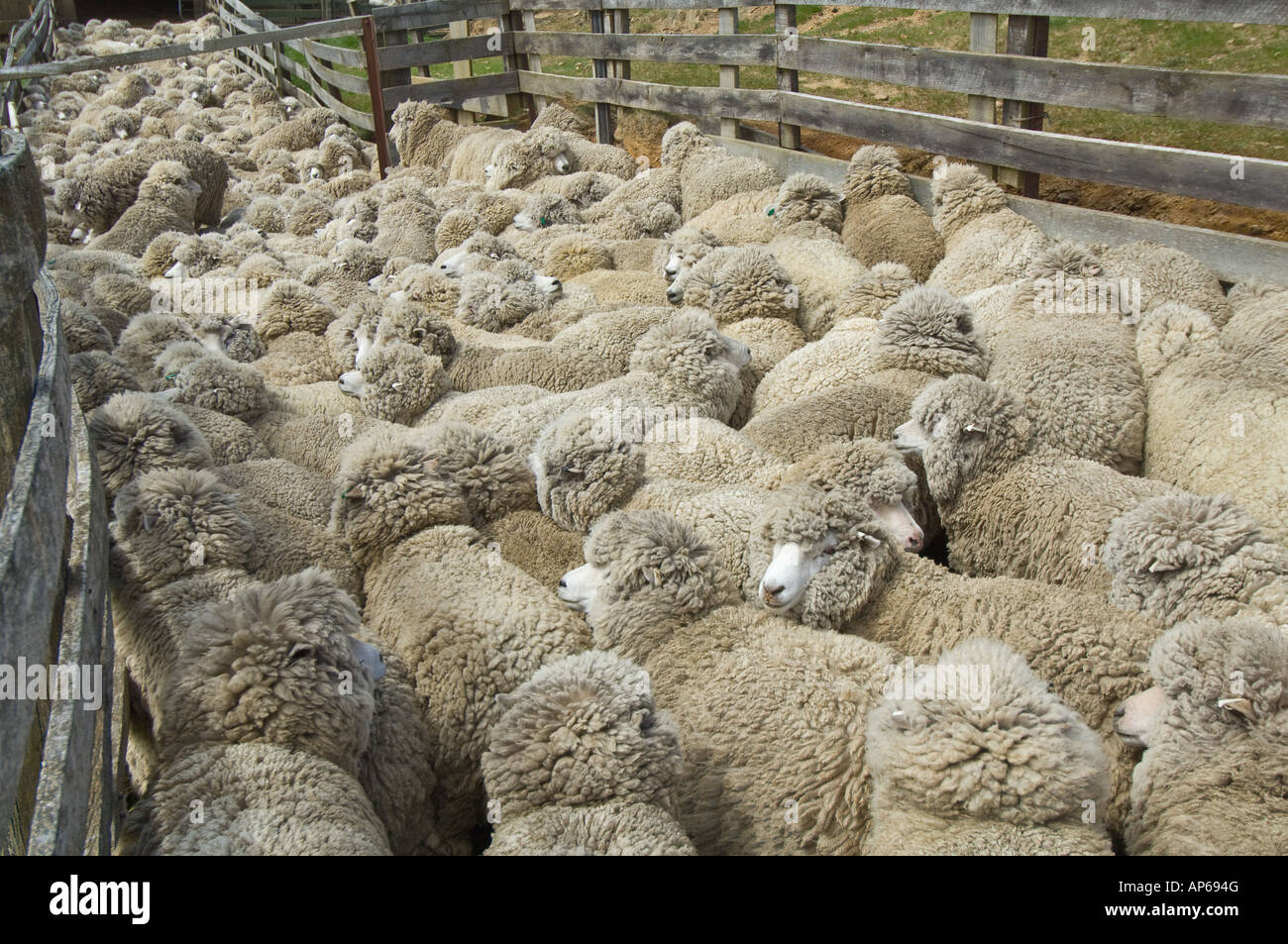 Carradale Sheep (Ovis aries) rounded up for shearing Port Howard West ...