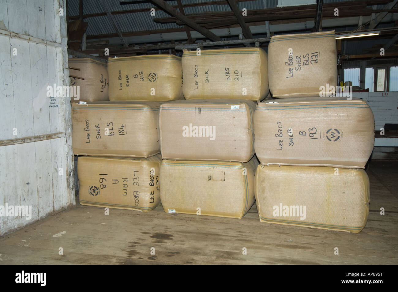 Carradale Sheep Ovis aries pressing wool after shearing Port Howard ...