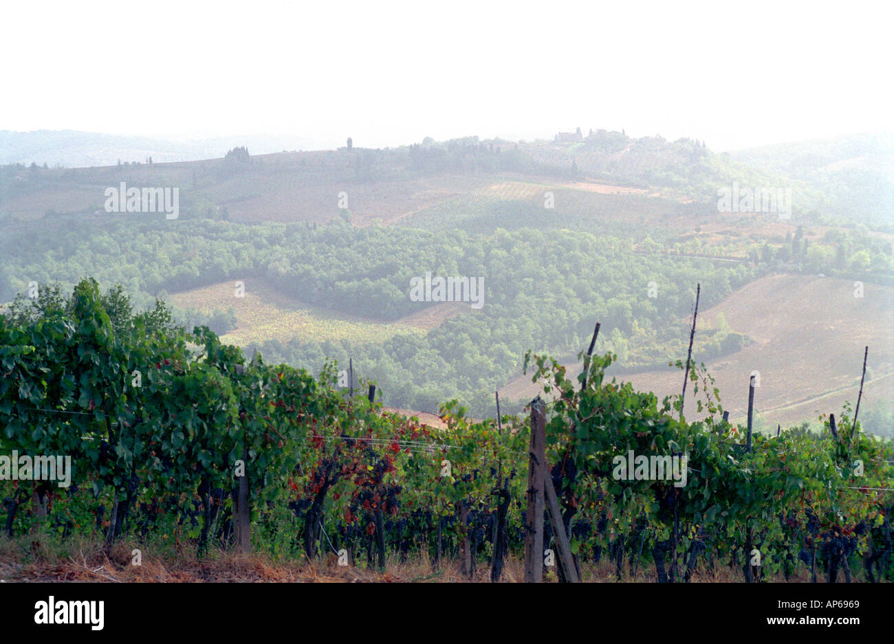 Early morning sun on the vineyards Tuscany Italy Stock Photo - Alamy