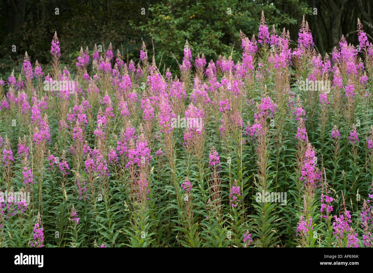 Rosebay willowherb hi-res stock photography and images - Alamy