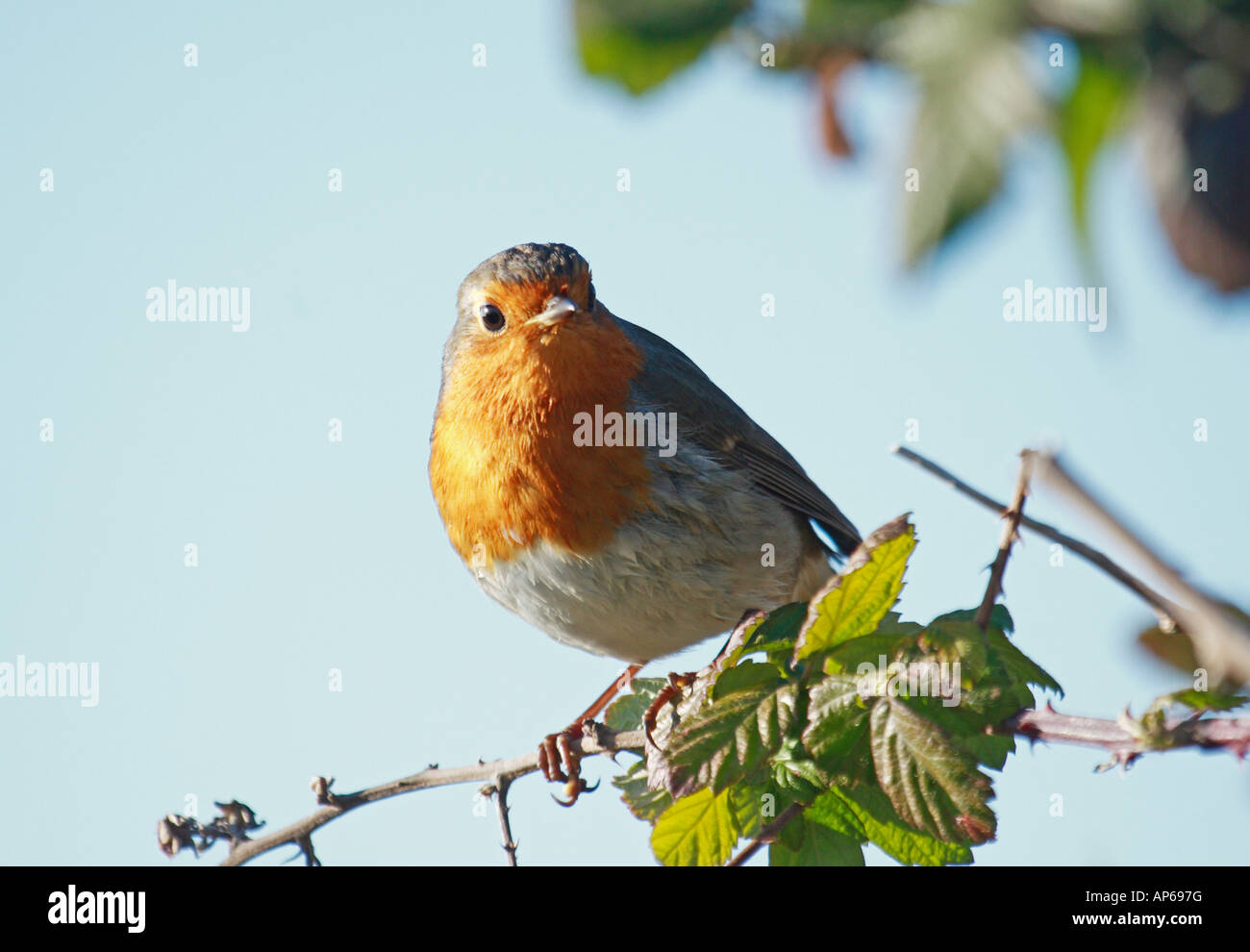 Robin on a twig in afternoon sun Stock Photo - Alamy