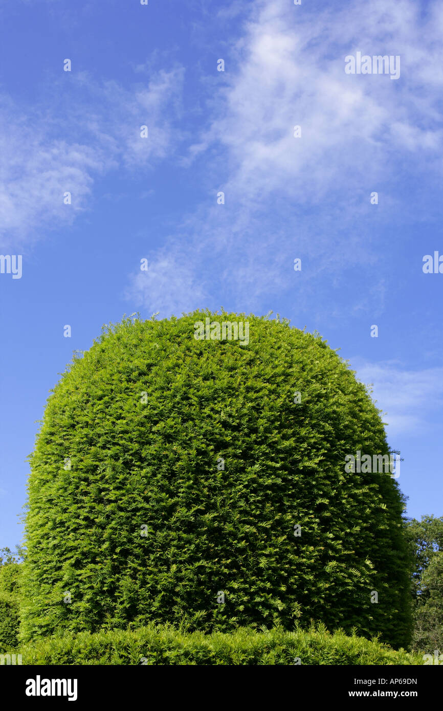Blue sky and a shaped topiary hedge Stock Photo - Alamy