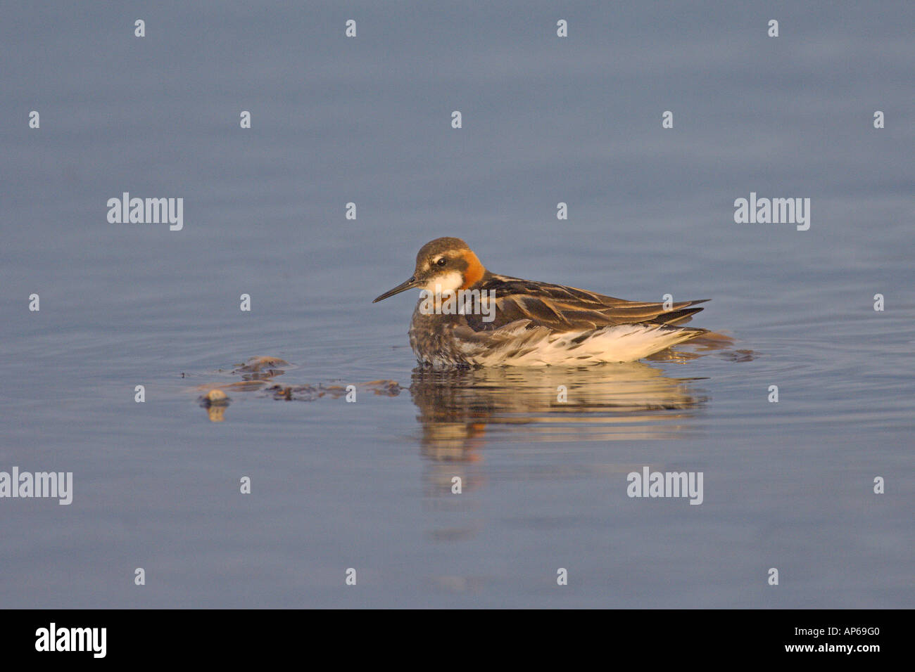 Red necked phalarope Phalaropus lobatus adult female in post breeding ...