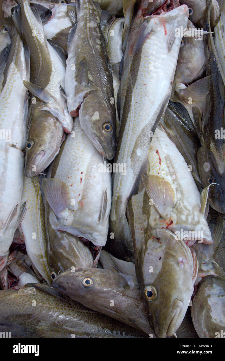 Atlantic cod gadus morhua hi-res stock photography and images - Alamy