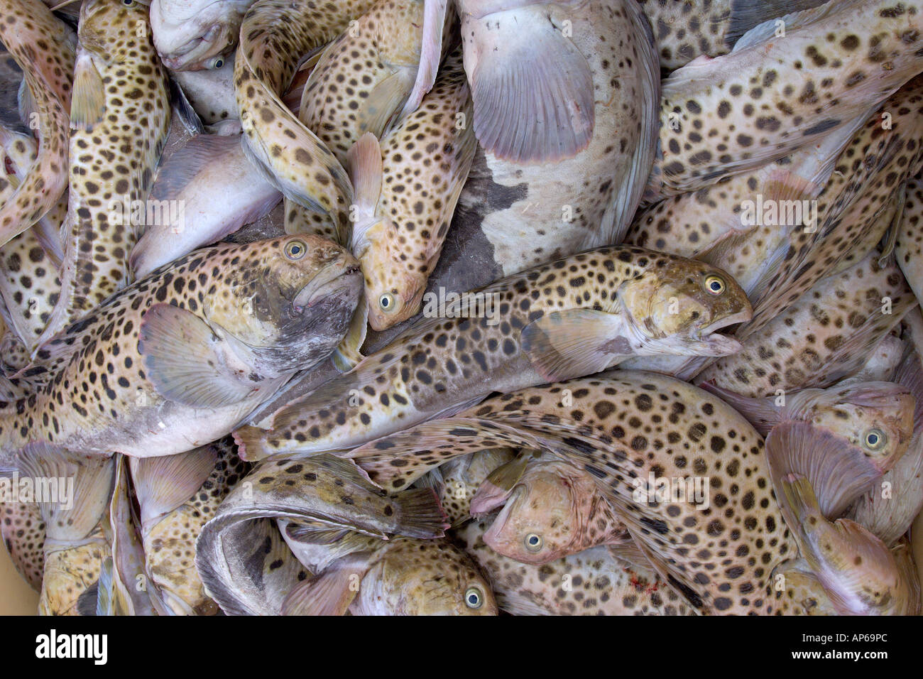 Spotted catfish, wolffish, or leopardfish Anarhichas minor. Icelandic ...