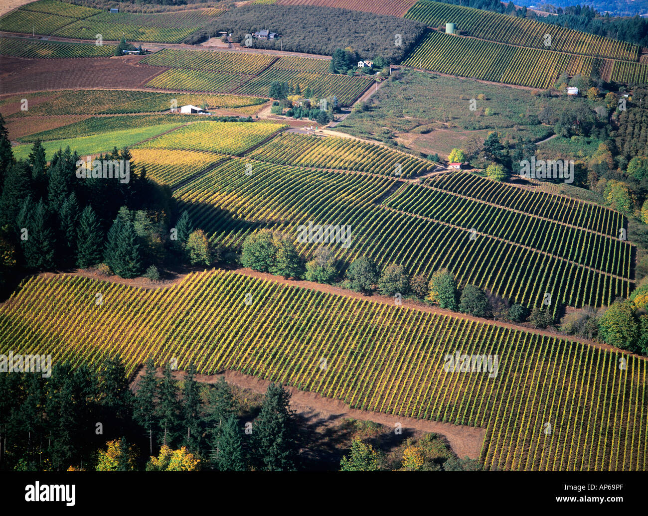 USA, Oregon, Aerial view of a vineyard in the scenic Willamette Valley ...