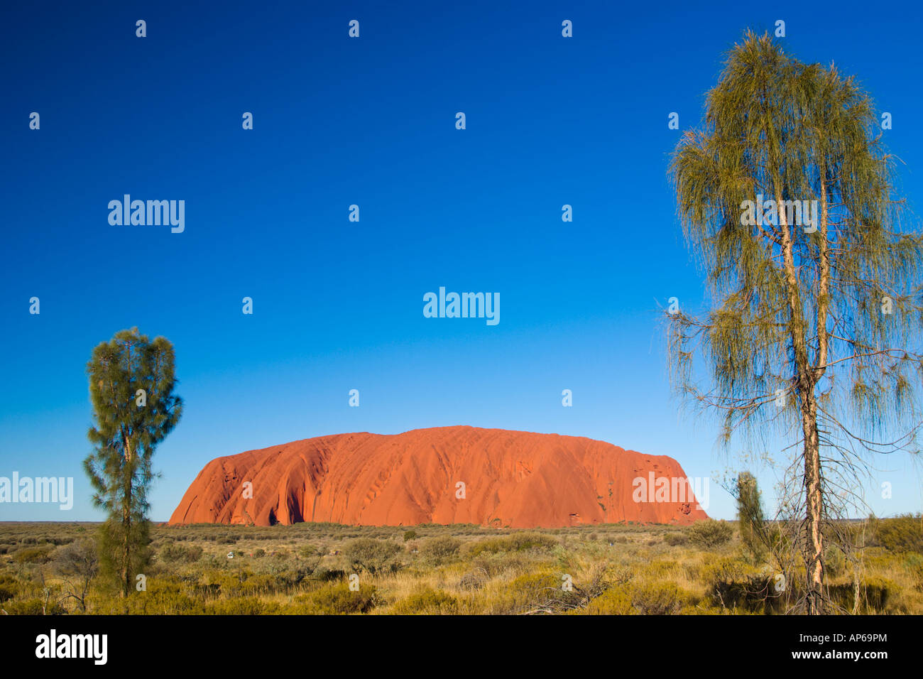 Uluru Ayers Rock framed with Desert Oaks viewed from near Sunset ...