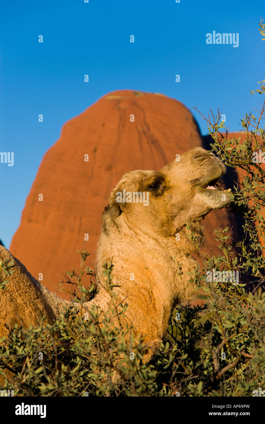 Uluru camel hi-res stock photography and images - Alamy
