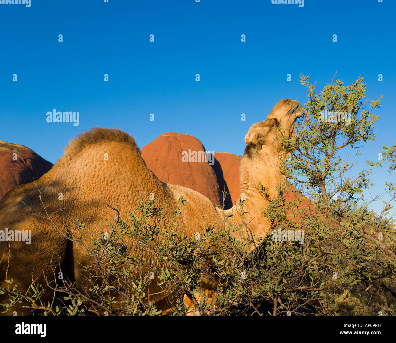 Uluru camel hi-res stock photography and images - Alamy