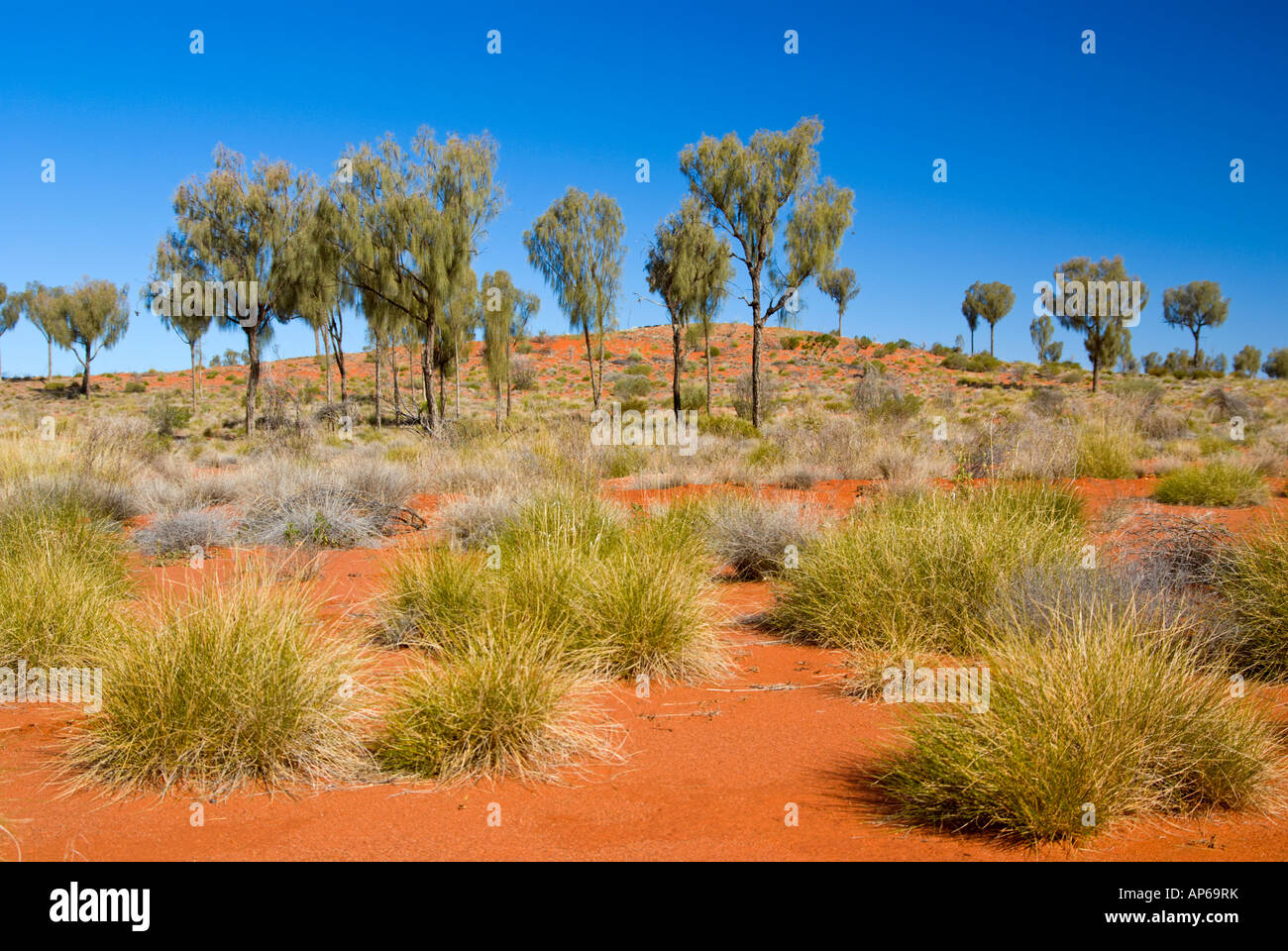Desert Oak Woodland Stock Photo - Alamy