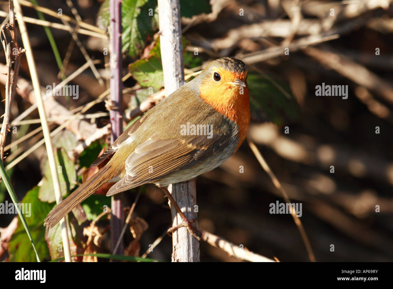 Robin in a bush hi-res stock photography and images - Alamy