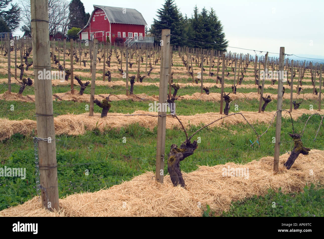 Oregon vineyard red barn hi-res stock photography and images - Alamy