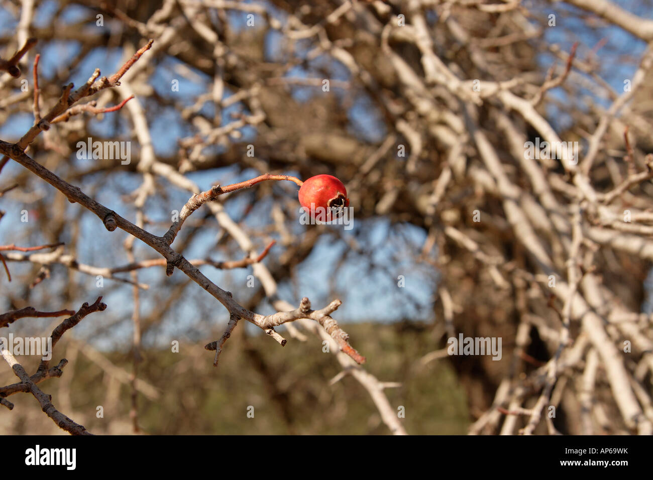 Israel the Upper Galilee The fruit of the Hawthorn tree Crataegus ...