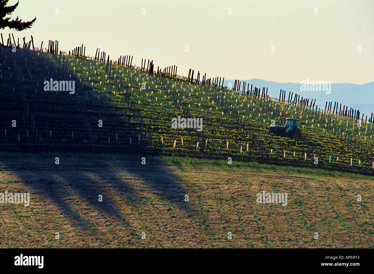 Tractor in rows grape vines hi-res stock photography and images - Alamy
