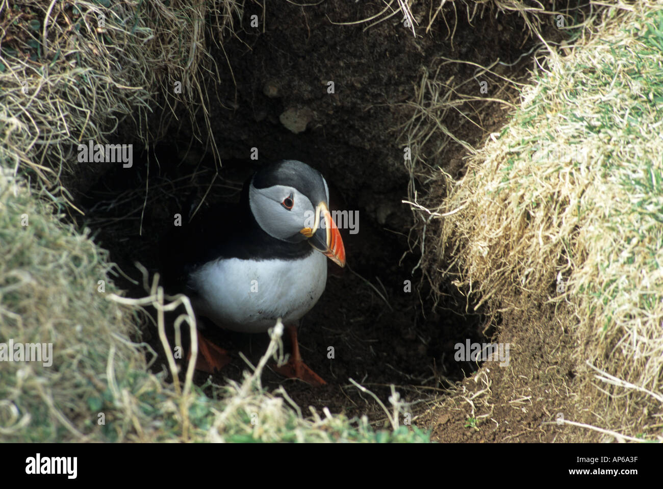 Burrow bill hi-res stock photography and images - Alamy
