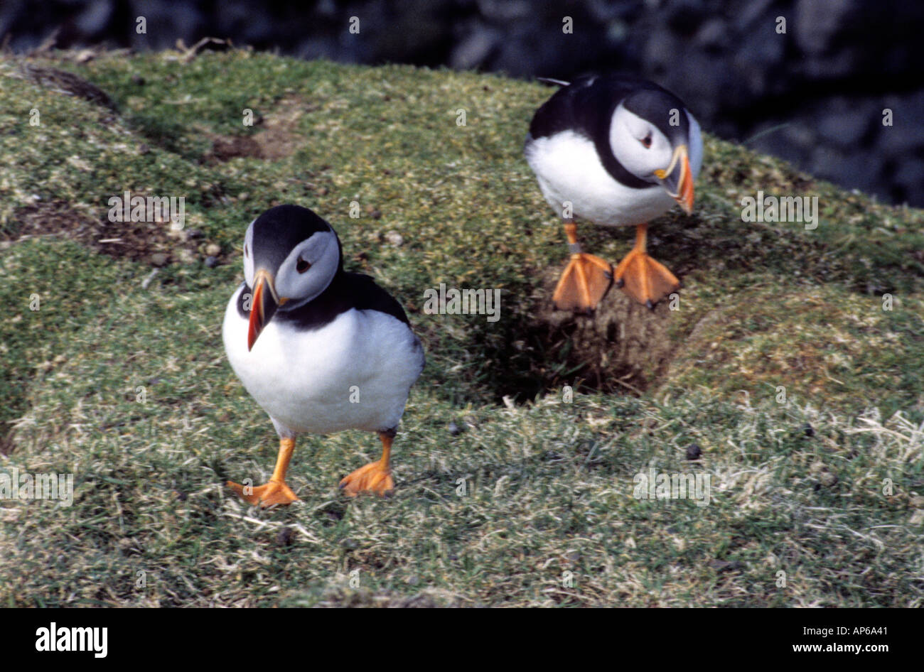 Puffins Isle of Lunga Scotland Stock Photo - Alamy