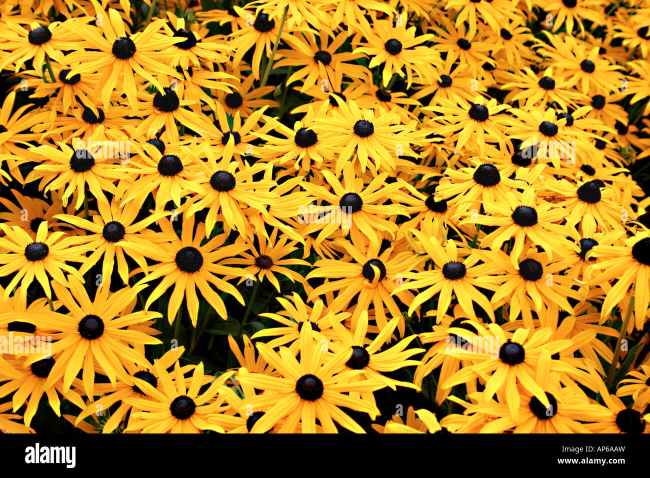 yellow flower heads Stock Photo - Alamy