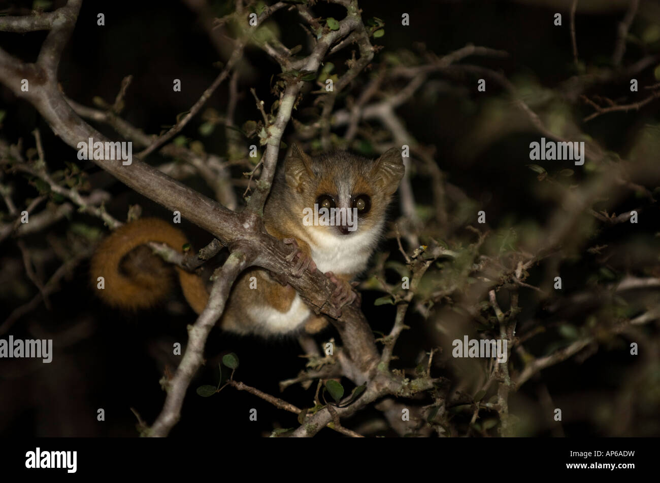 Reddish gray mouse lemur, Microcebus griseorufus, Berenty private reserve, Madagascar Stock ...
