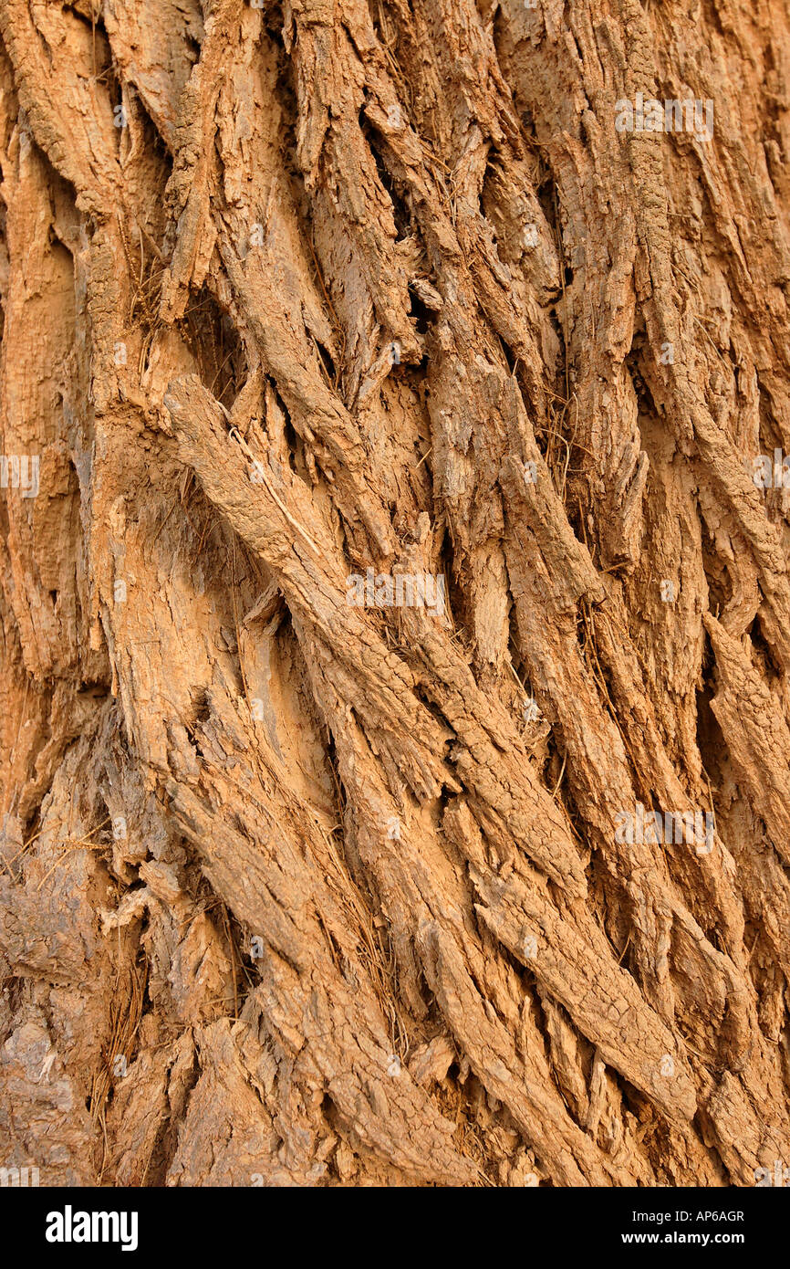 Israel the Negev desert Bark of a Tamarisk tree Tamarix Aphylla in Wadi ...