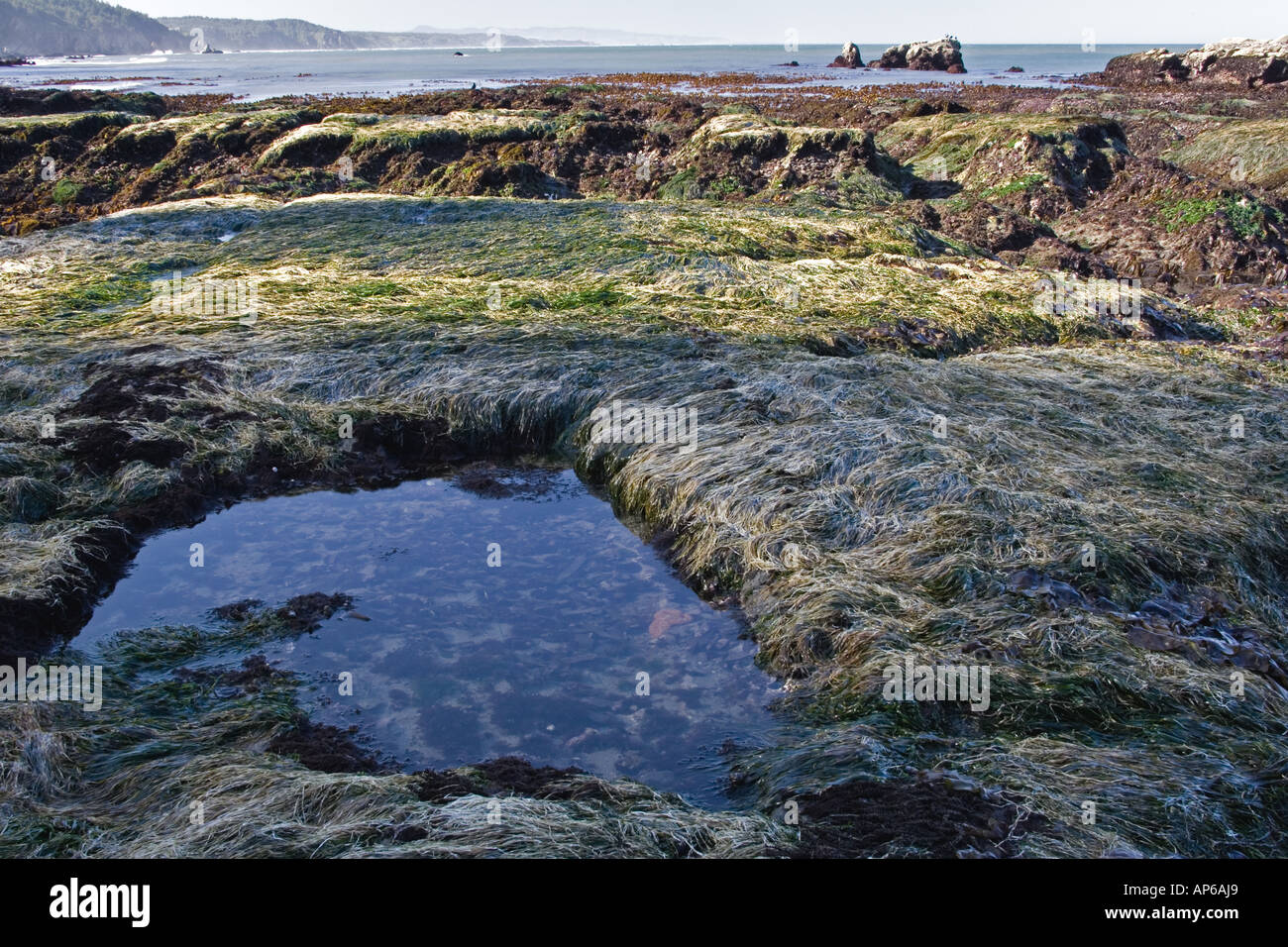 Bandon, Oregon. Cape Arago State Park, Tidepools Stock Photo - Alamy
