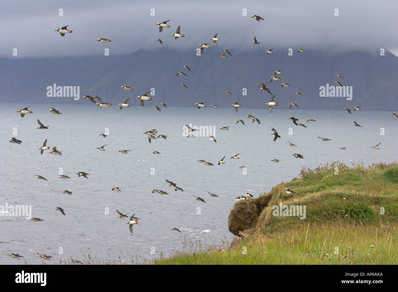 Flock of Atlantic puffins Fratercula arctica in flight. Iceland. Summer ...