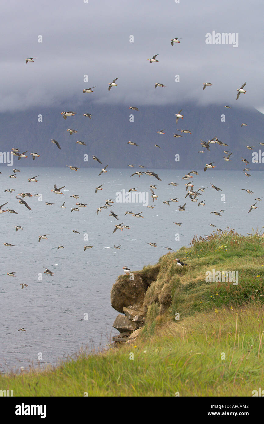 Flock of Atlantic puffins Fratercula arctica in flight. Iceland. Summer ...