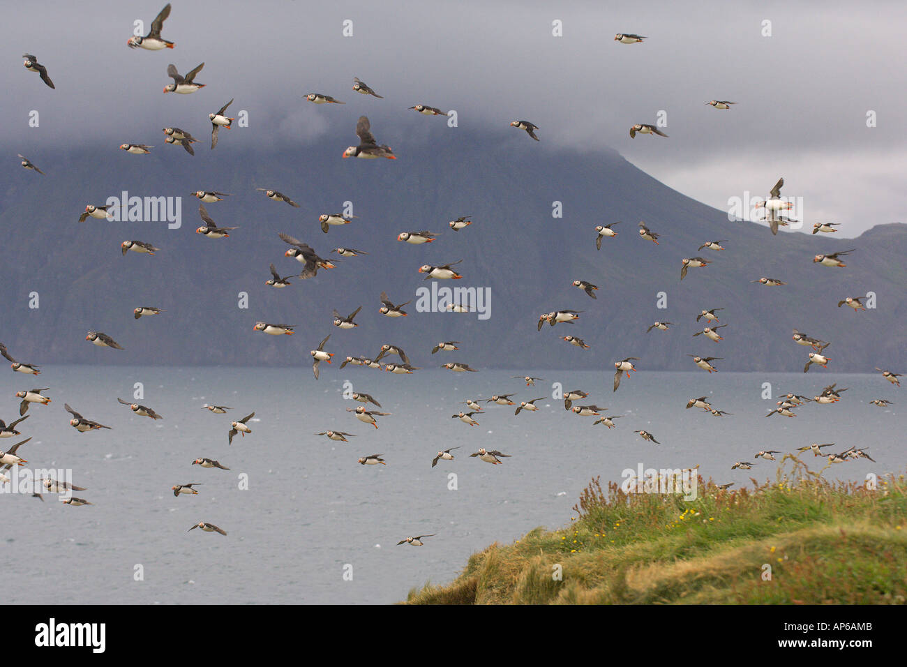Flock of Atlantic puffins Fratercula arctica in flight. Iceland. Summer ...