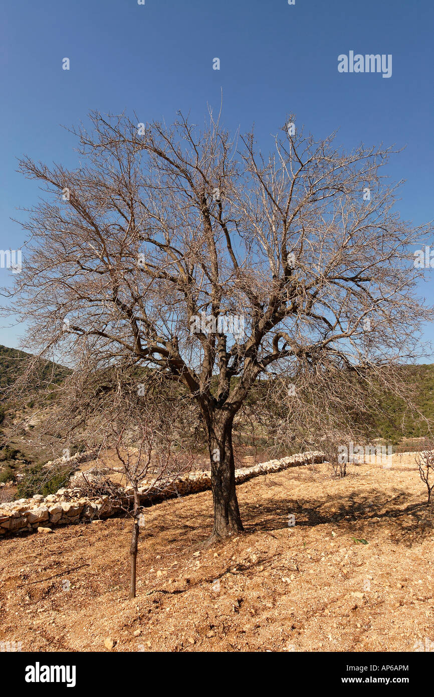 Israel the Upper Galilee Hawthorn tree Crataegus Azarolus on Mount ...